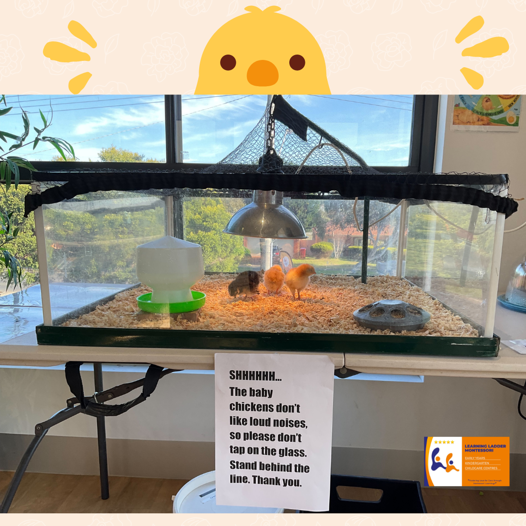 Learning About Chickens: The Henny Penny Hatching Program at Learning ...